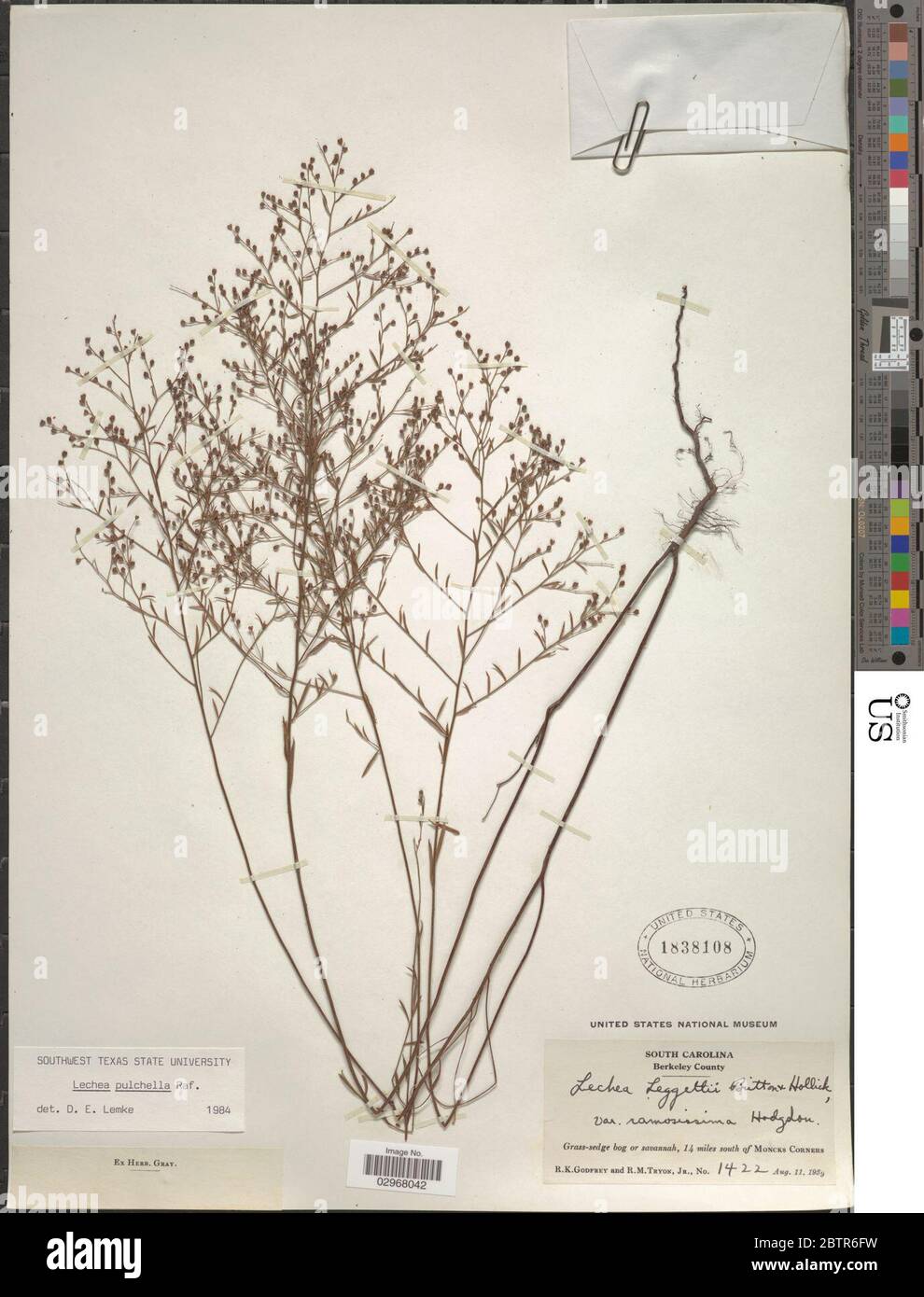 Lechea pulchella hi-res stock photography and images - Alamy