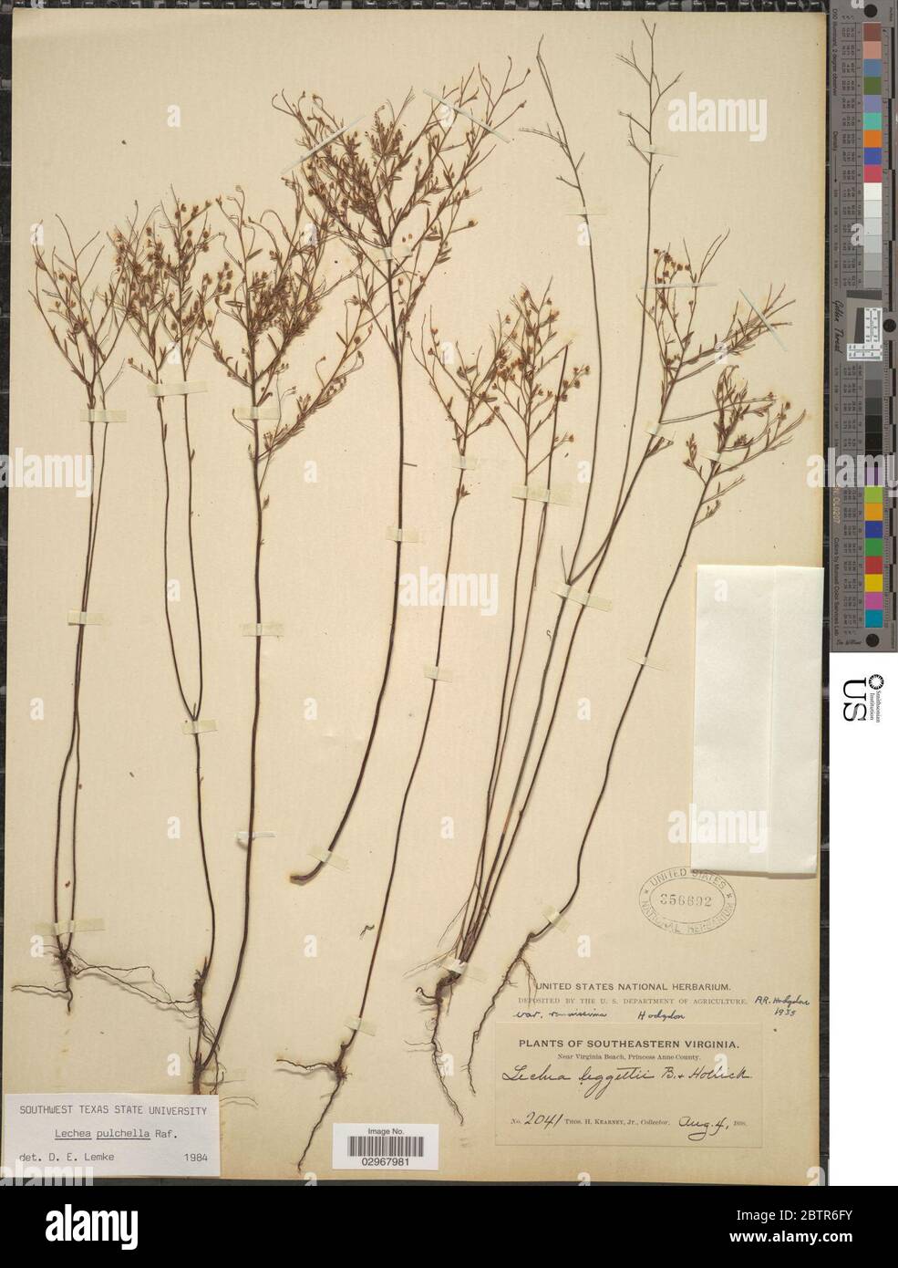 Lechea pulchella Raf Stock Photo - Alamy