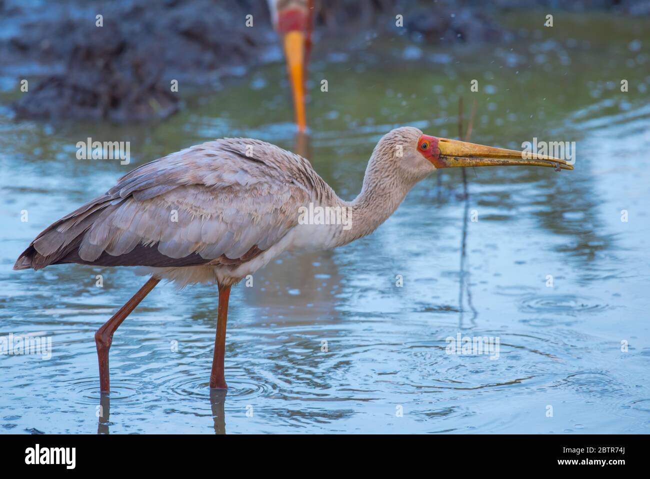 Yellow billed Stork or wood stork from Masai Mara Stock Photo - Alamy