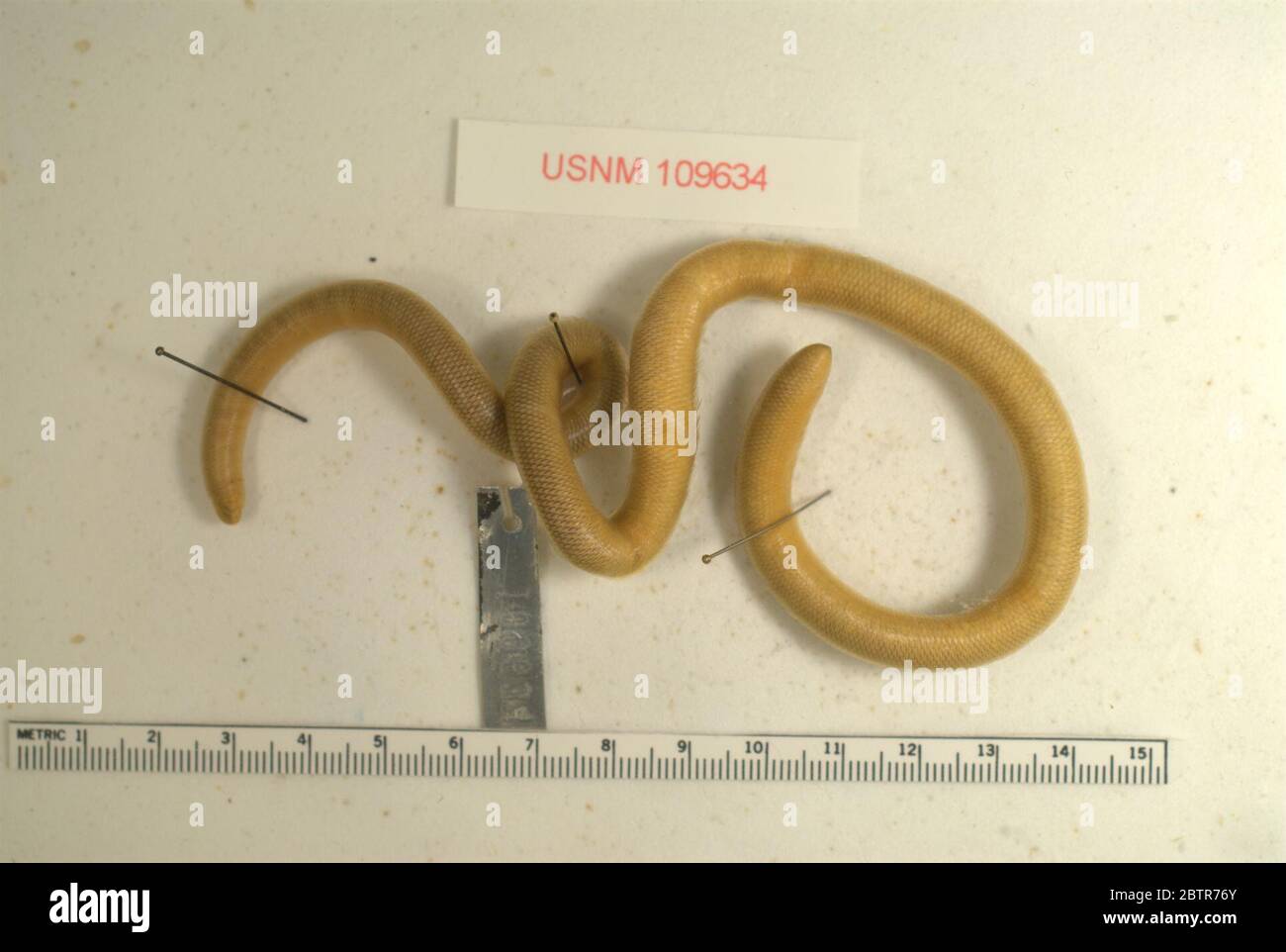 Typhlops manni. The expedition was headquartered at the Firestone ...