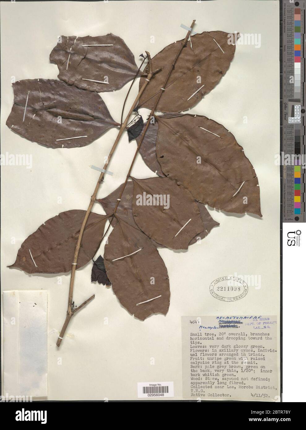 Memecylon hi-res stock photography and images - Alamy