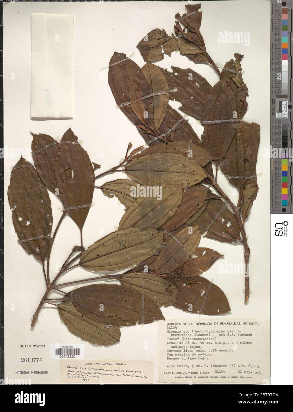 Miconia sp hi-res stock photography and images - Alamy