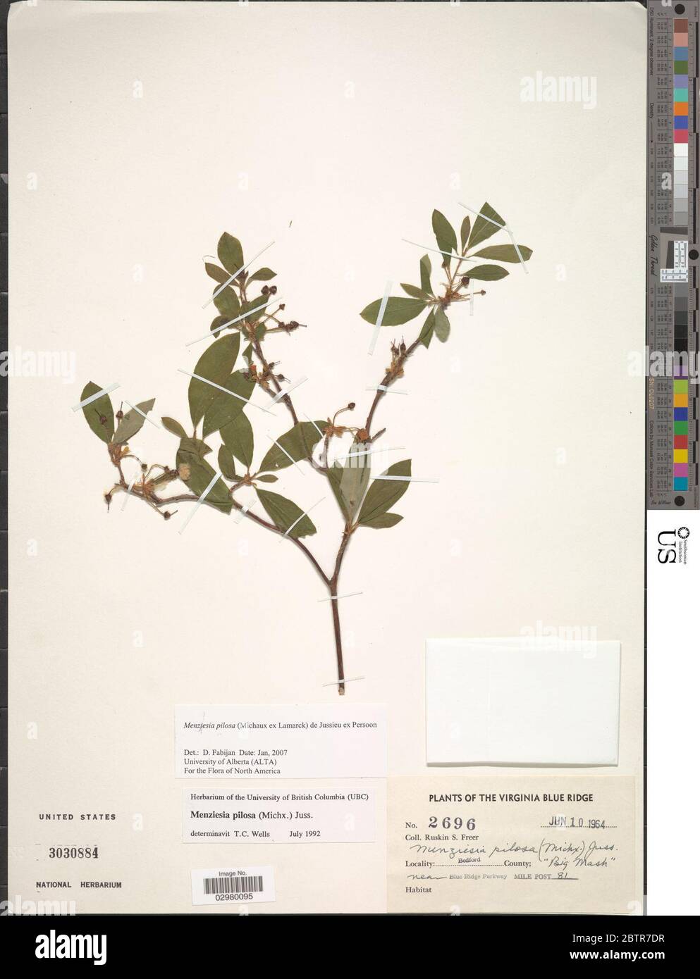 Menziesia pilosa Michx Juss Stock Photo - Alamy