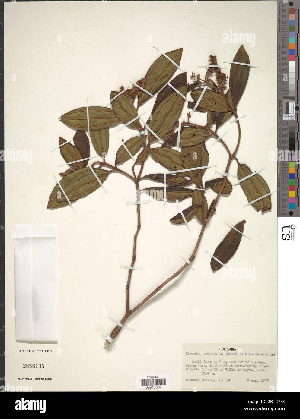 Miconia sp hi-res stock photography and images - Alamy