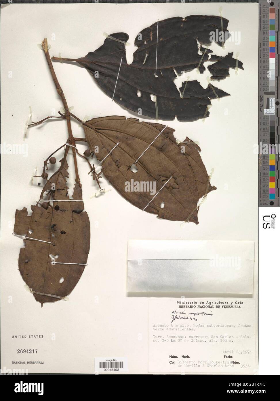 Miconia sp hi-res stock photography and images - Alamy