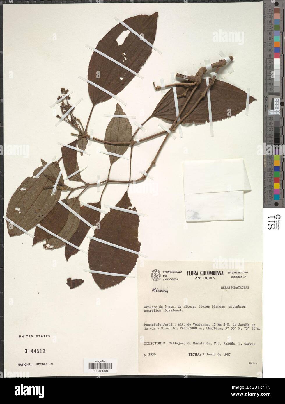 Miconia sp hi-res stock photography and images - Alamy