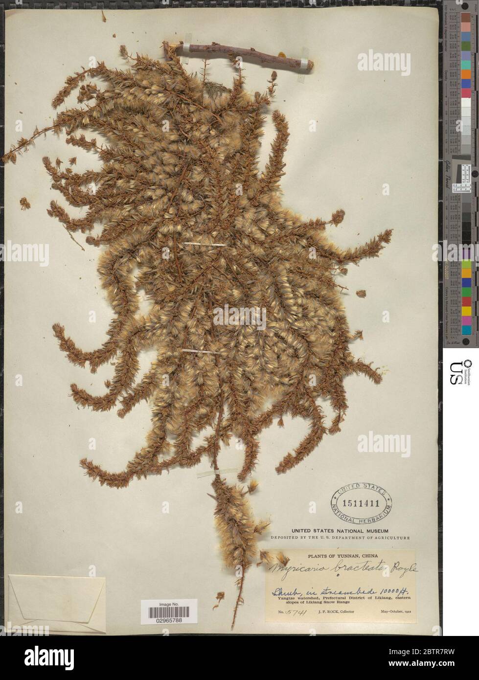 Myricaria bracteata Royle Stock Photo - Alamy