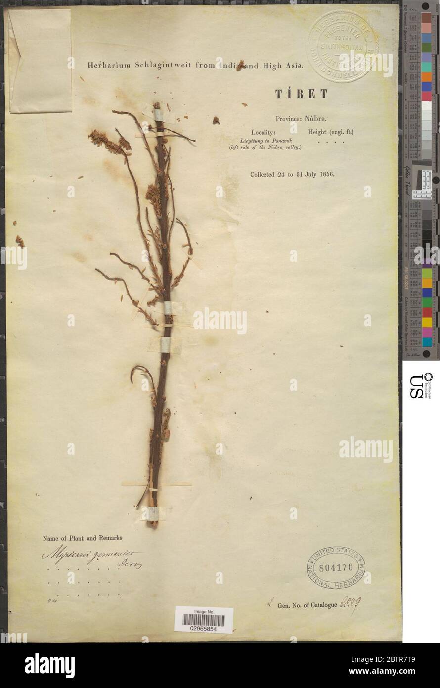 Myricaria germanica hi-res stock photography and images - Alamy