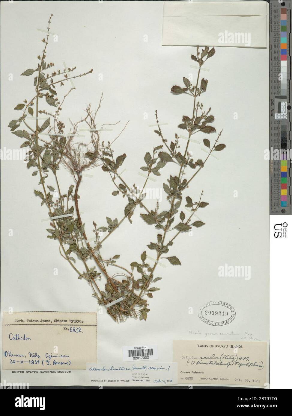 Mosla dianthera Roxb Maxim Stock Photo - Alamy