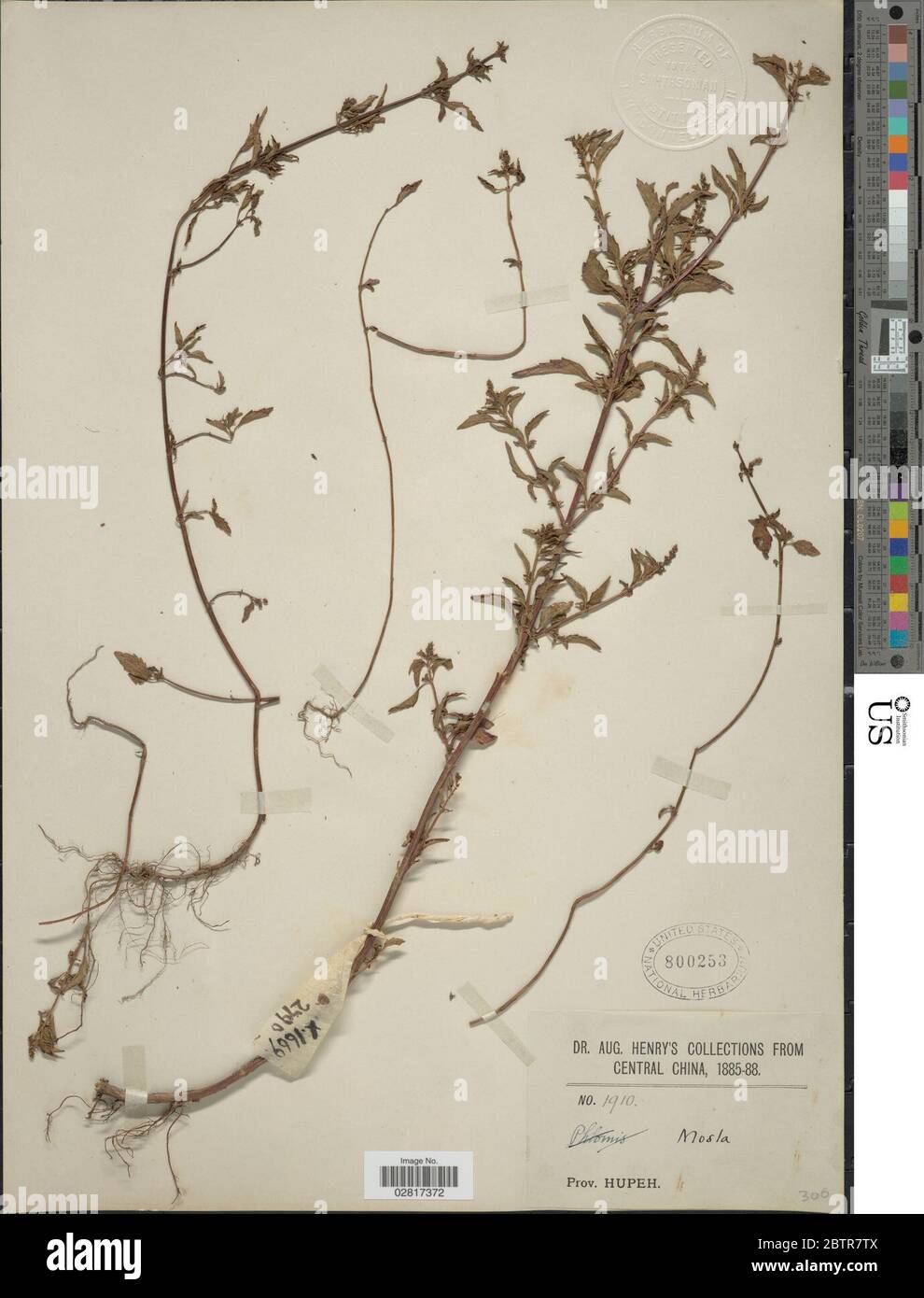 Mosla hi-res stock photography and images - Alamy