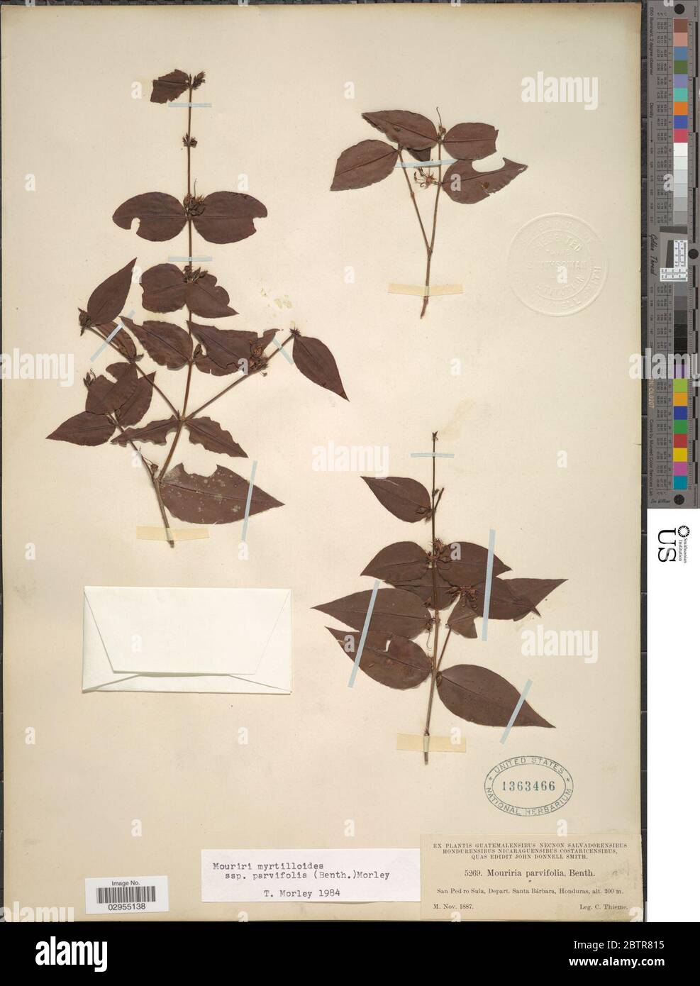 Mouriri hi-res stock photography and images - Alamy