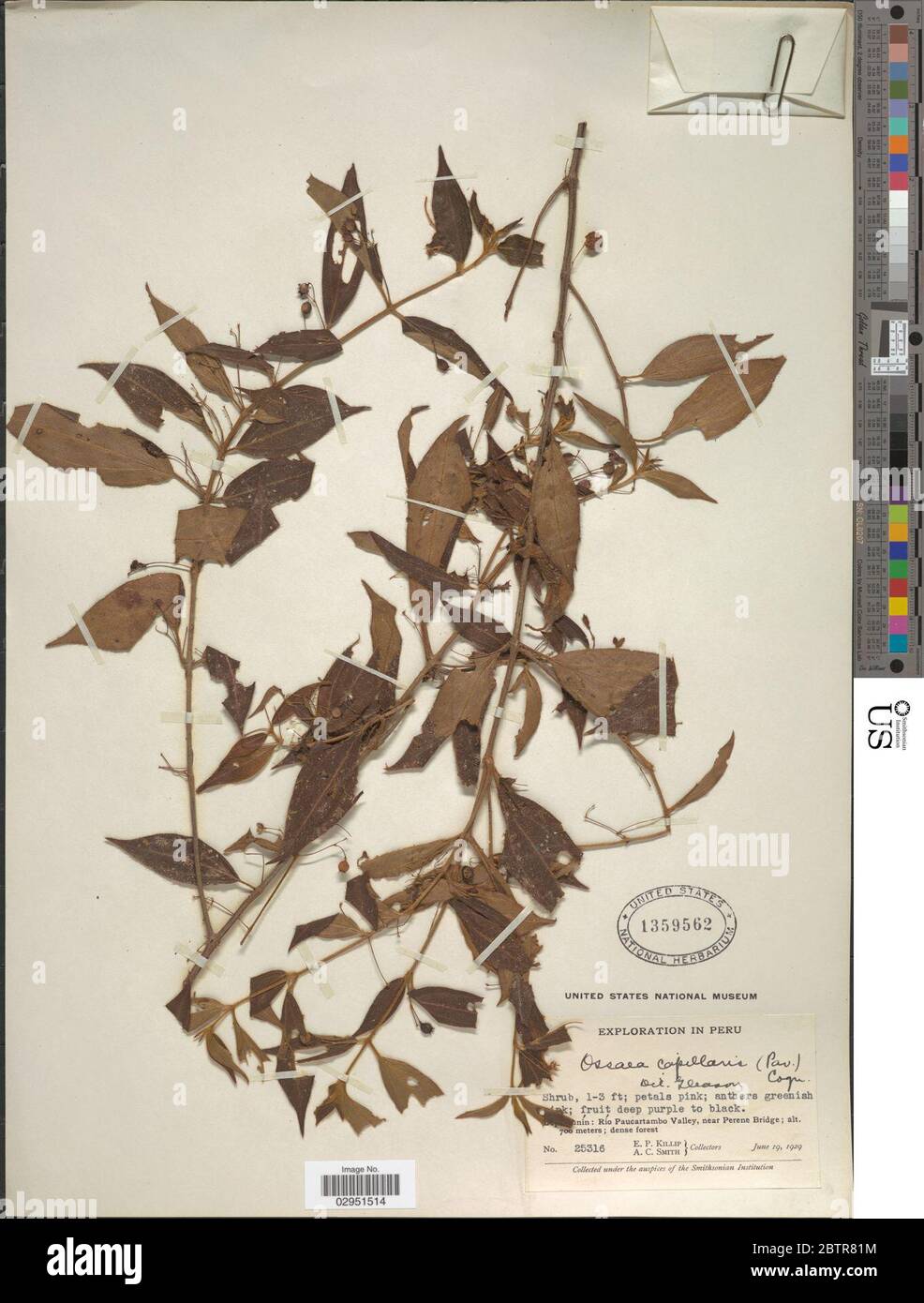 Ossaea capillaris D Don Cogn Stock Photo - Alamy