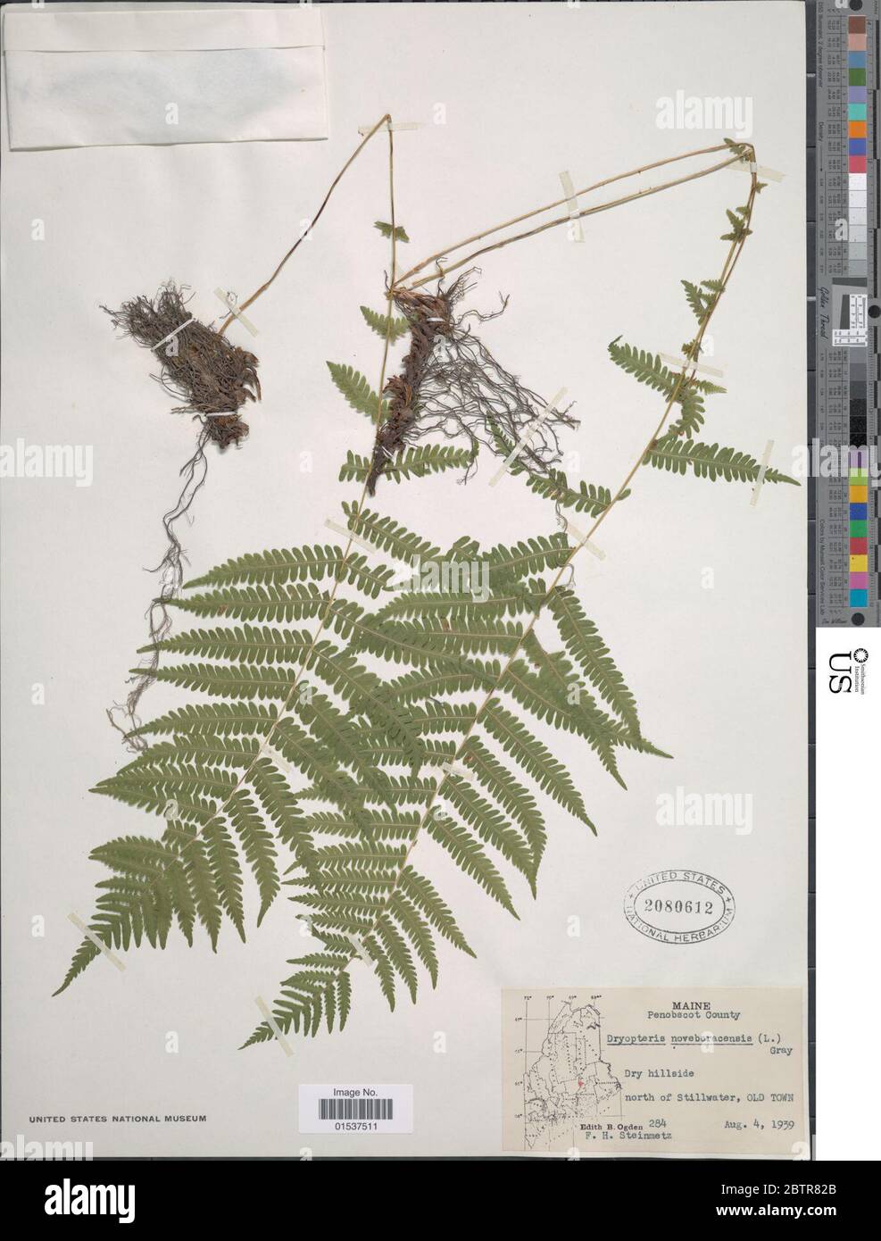 S noveboracensis hi-res stock photography and images - Alamy