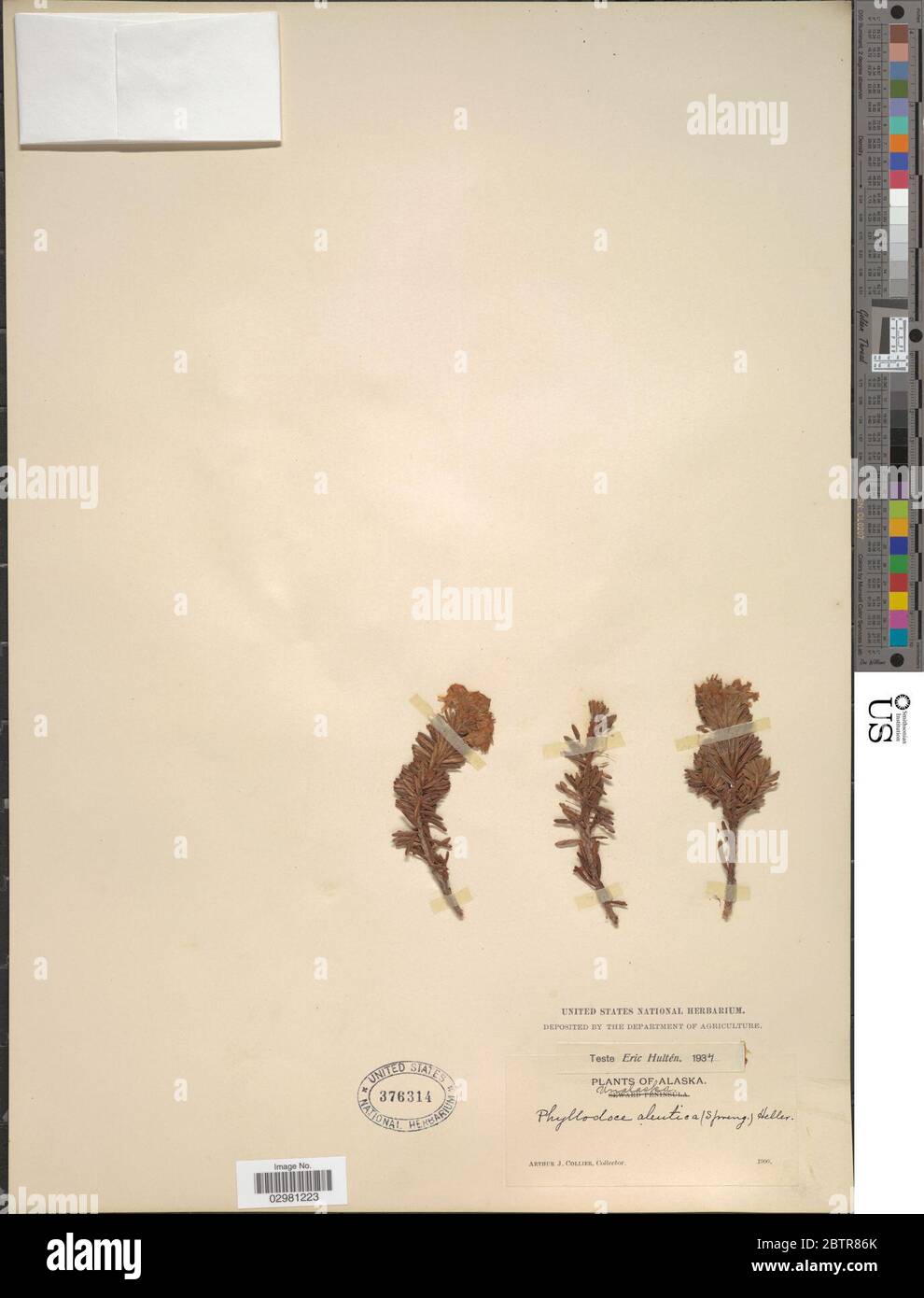 Phyllodoce aleutica Spreng A Heller Stock Photo - Alamy