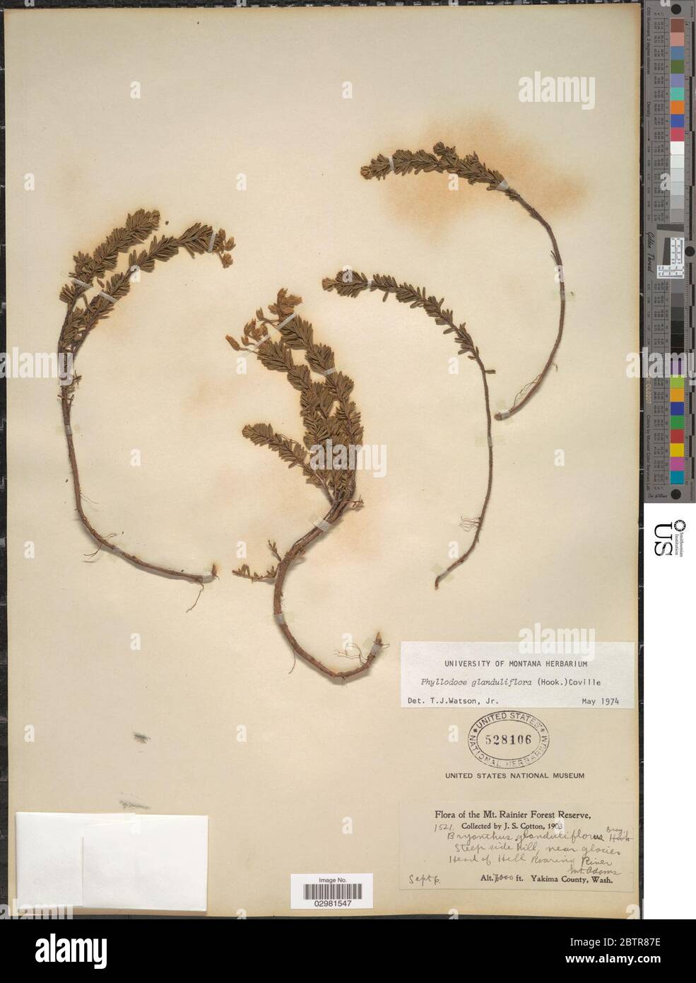 Phyllodoce glanduliflora Hook Coville Stock Photo - Alamy