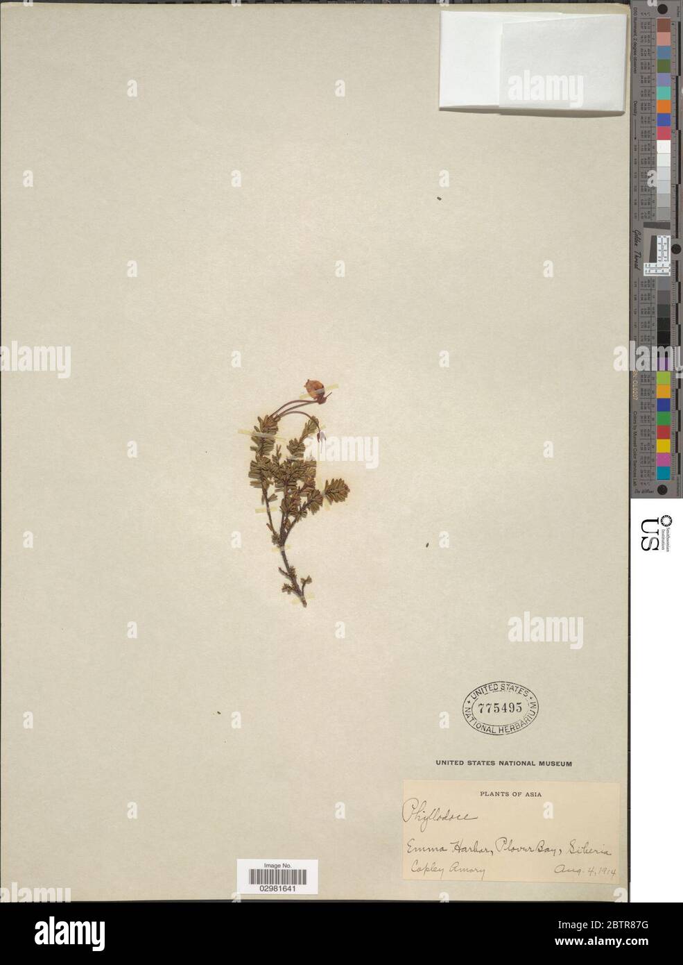 Phyllodoce sp hi-res stock photography and images - Alamy