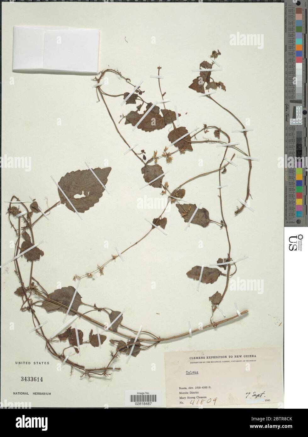 Plectranthus plectranthus sp hi-res stock photography and images - Alamy