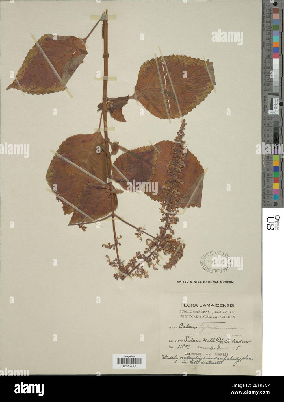 Plectranthus sp hi-res stock photography and images - Alamy