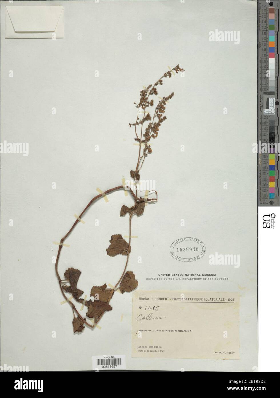 Plectranthus sp hi-res stock photography and images - Alamy