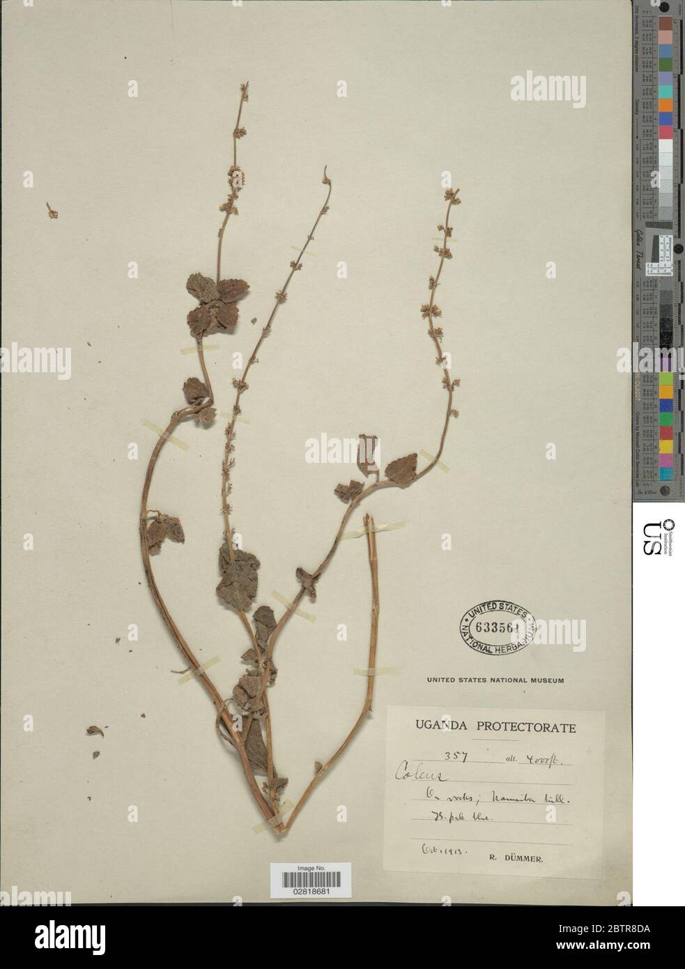 Plectranthus sp hi-res stock photography and images - Alamy