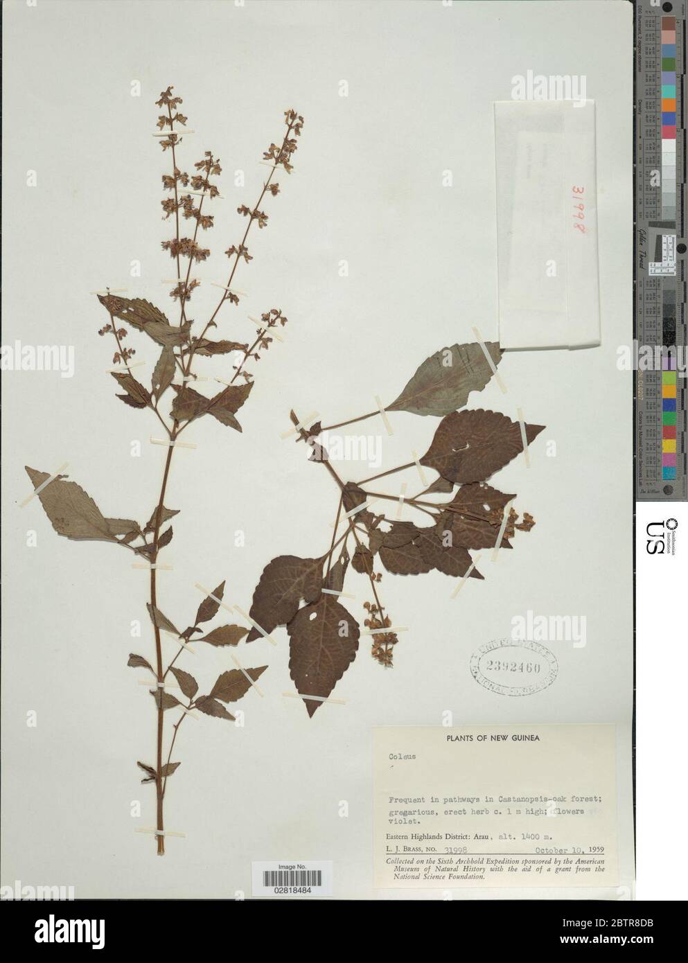 Plectranthus sp hi-res stock photography and images - Alamy