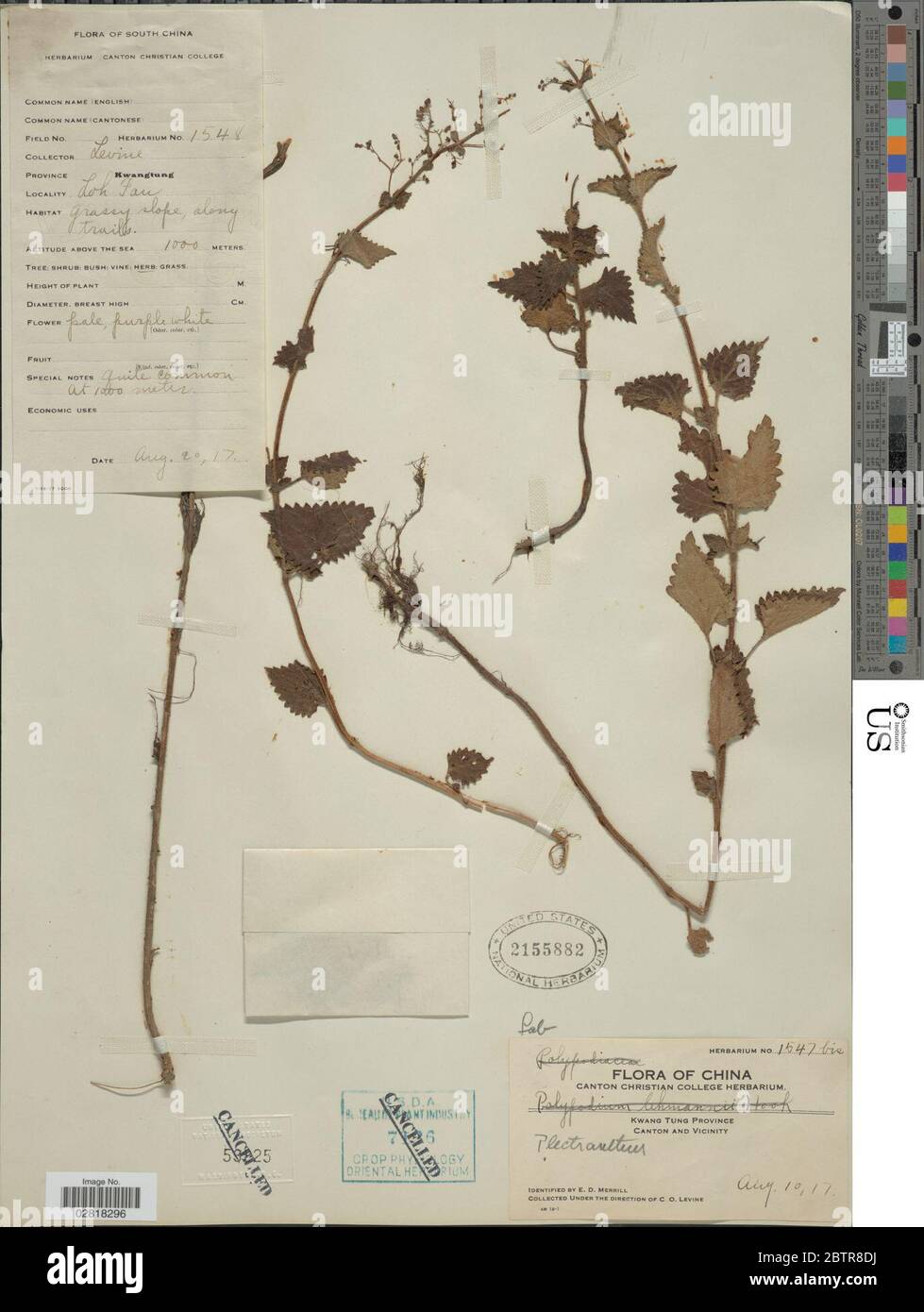 Plectranthus sp hi-res stock photography and images - Alamy