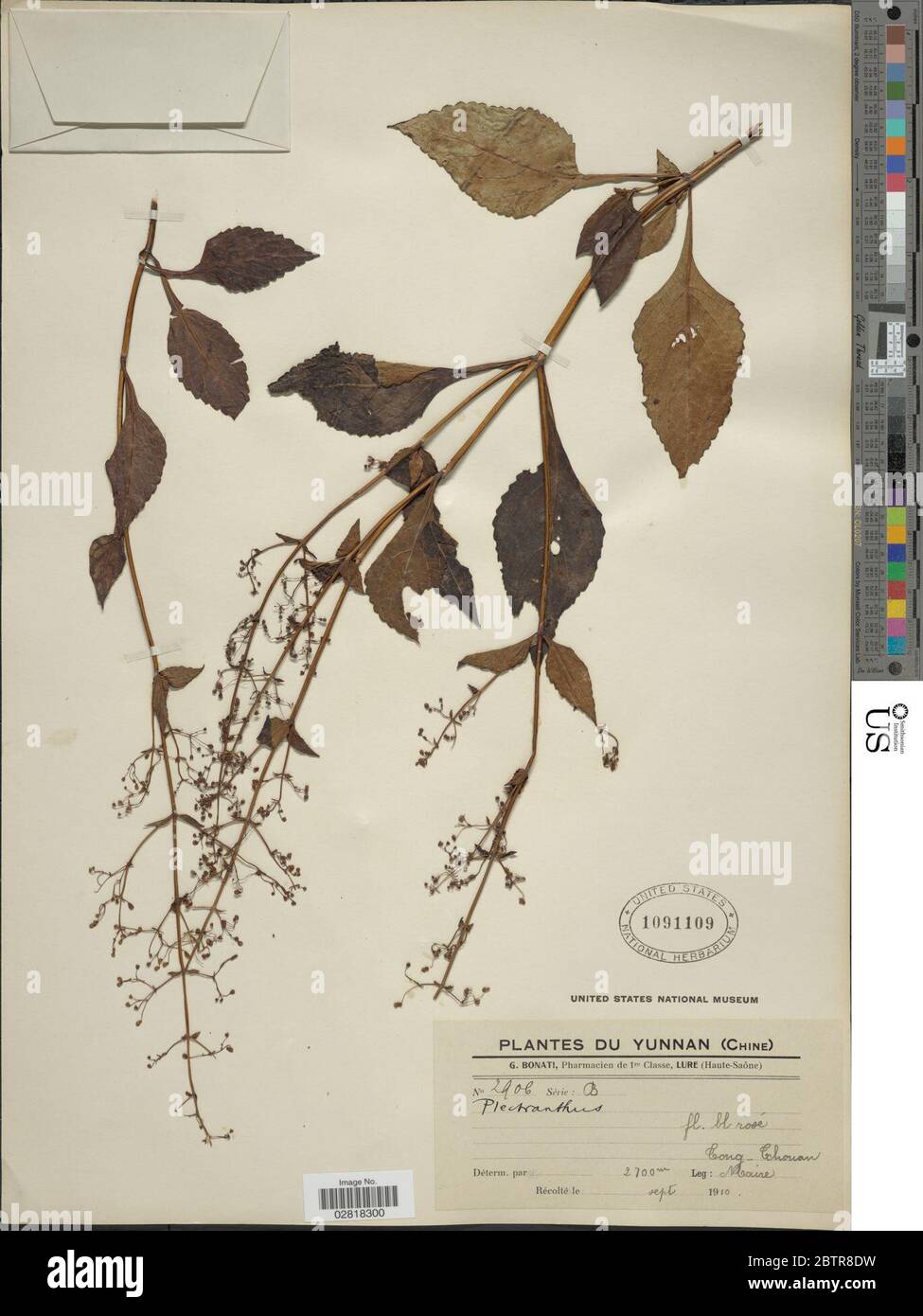 Plectranthus sp hi-res stock photography and images - Alamy