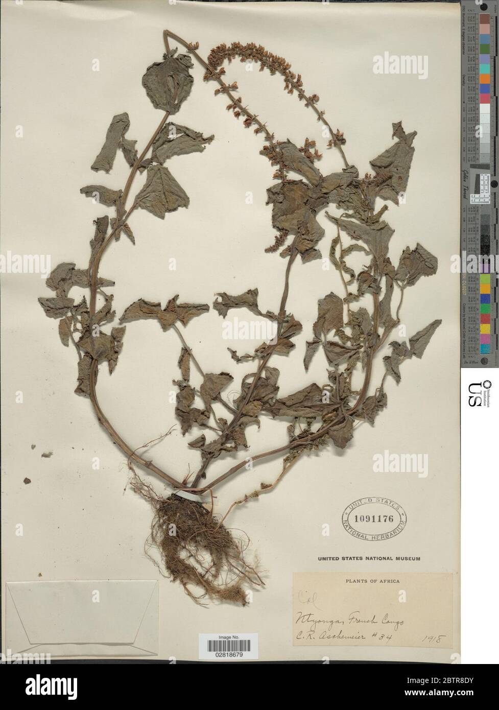 Plectranthus sp hi-res stock photography and images - Alamy