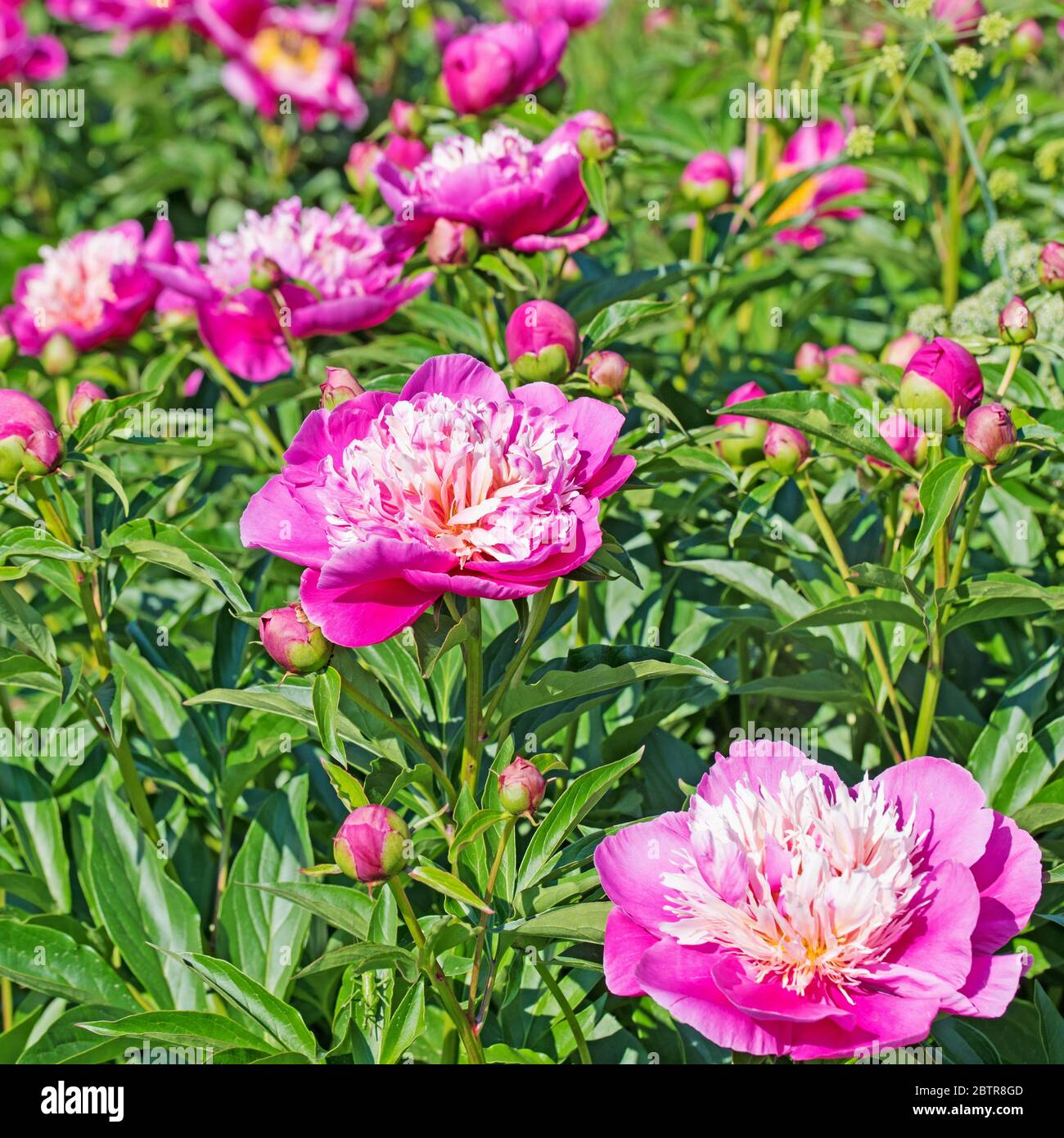 Violet peonies hi-res stock photography and images - Alamy