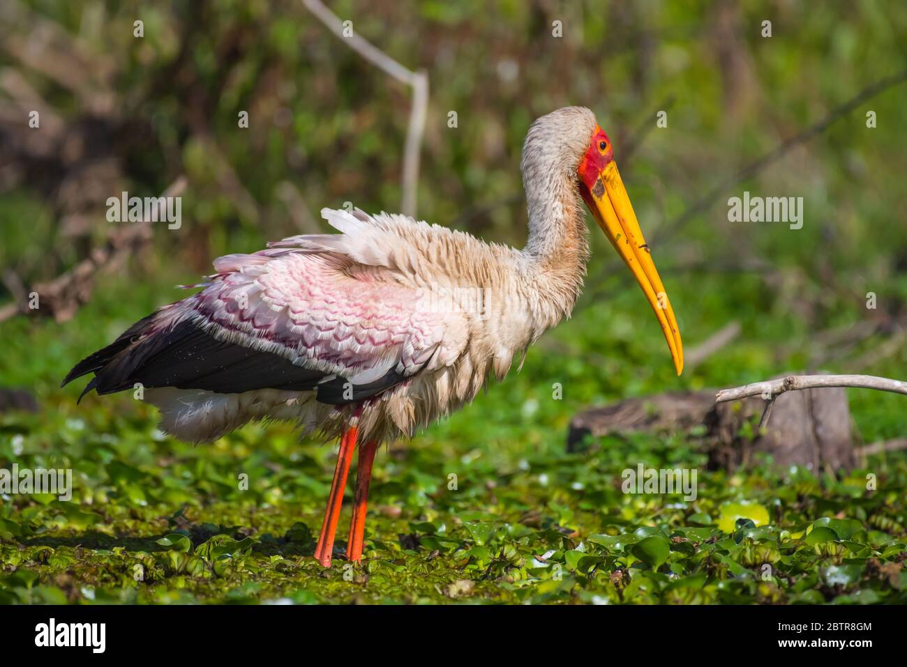 Yellow billed Stork or wood stork from Masai Mara Stock Photo - Alamy