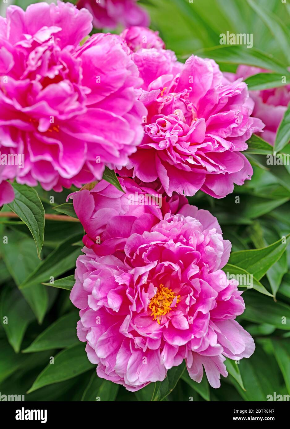 Violet peonies hi-res stock photography and images - Alamy