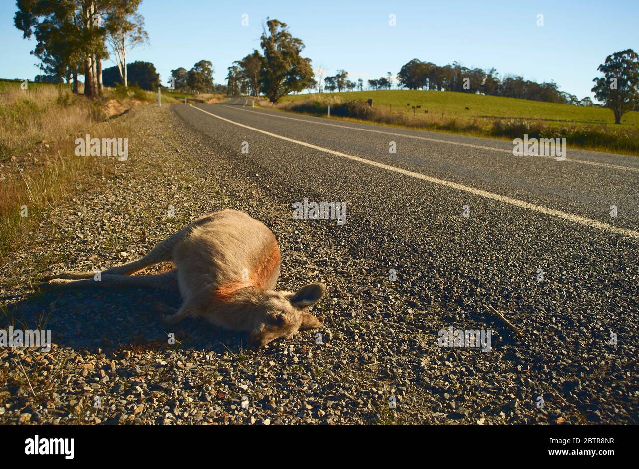 Dead kangaroo hi-res stock photography and images - Alamy