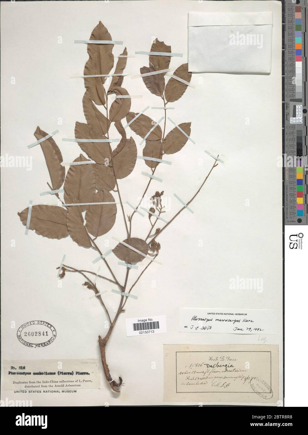 Pterocarpus macrocarpus hi-res stock photography and images - Alamy