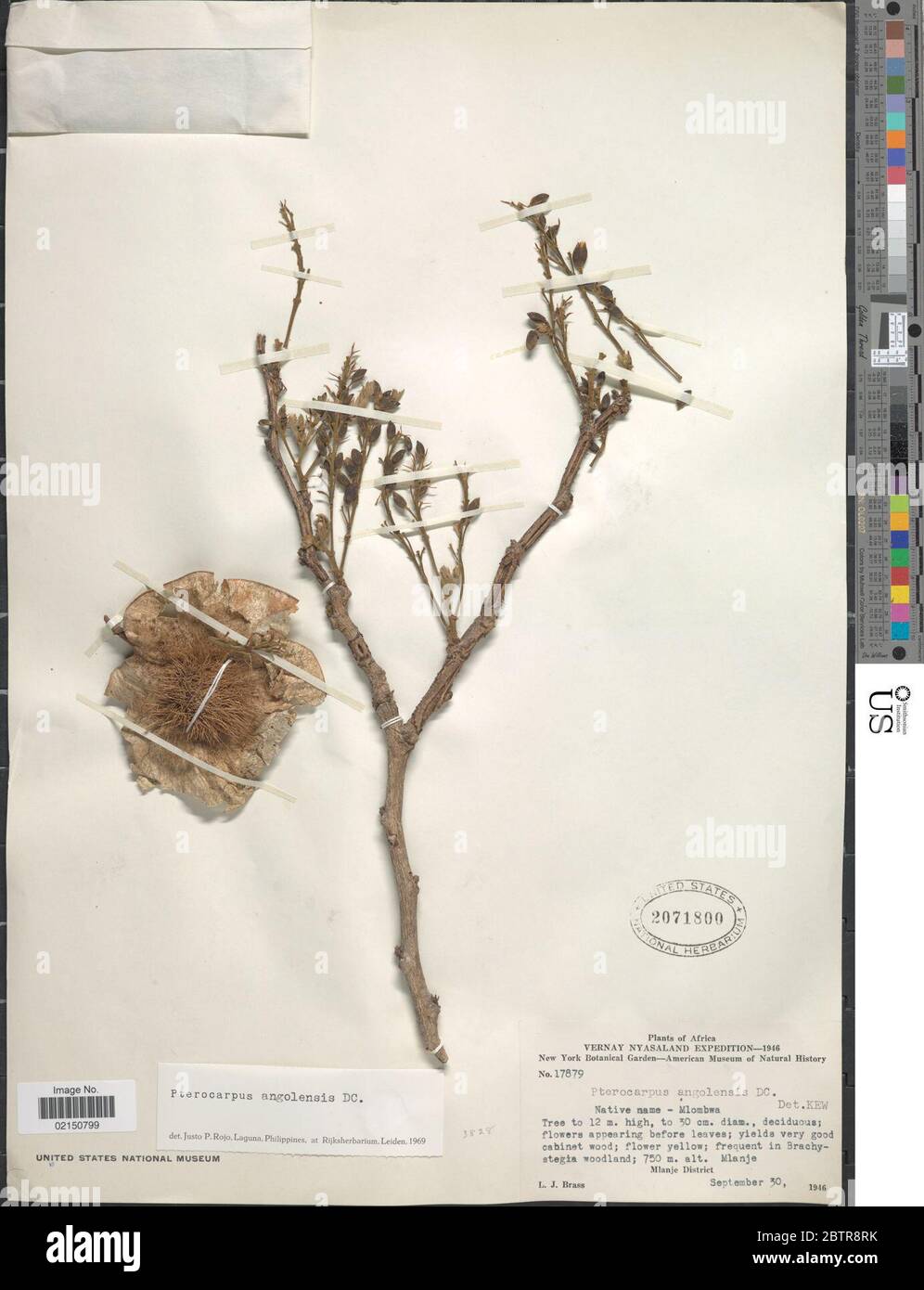 Pterocarpus angolensis hi-res stock photography and images - Alamy