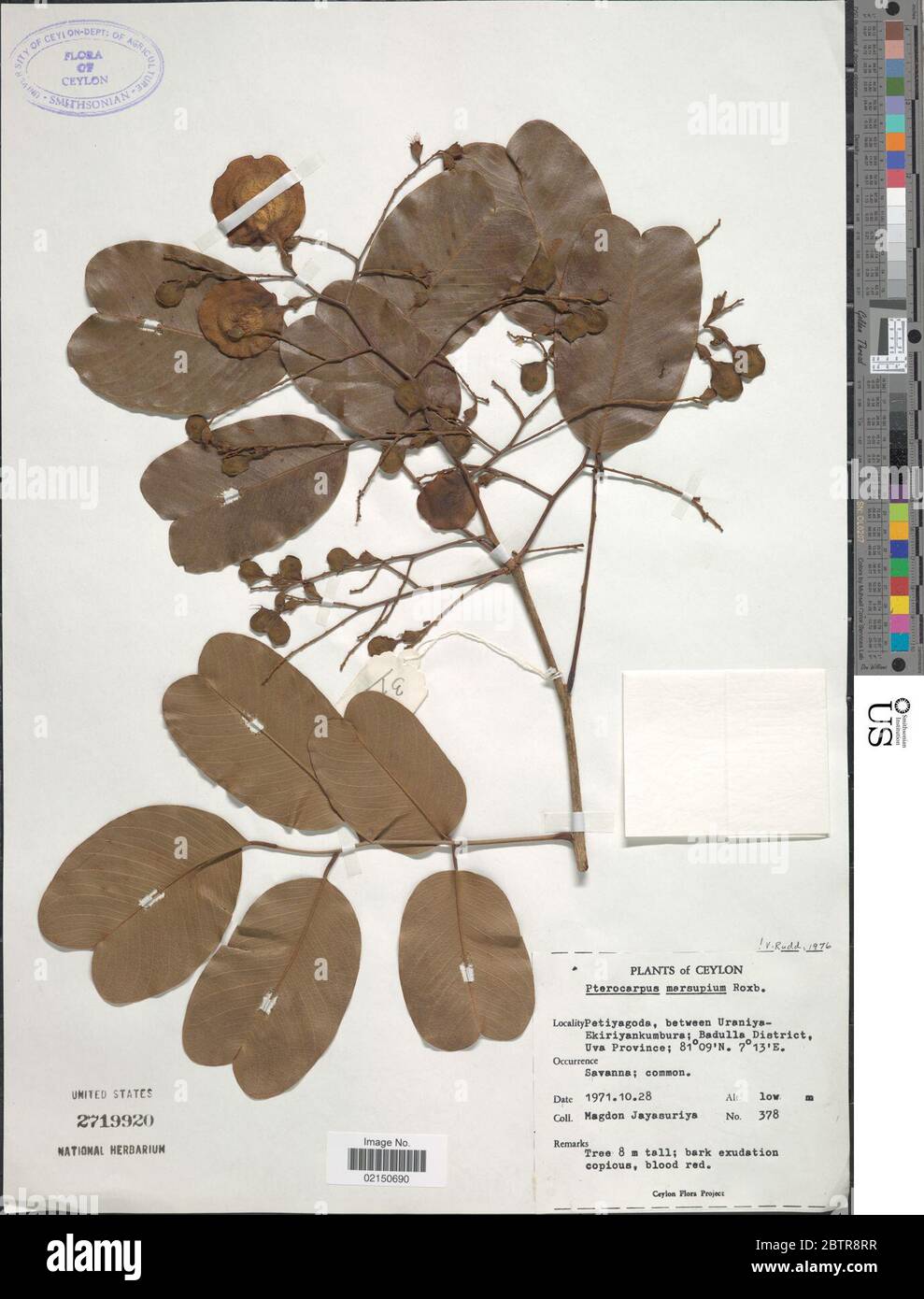 Marsupium hi-res stock photography and images - Alamy