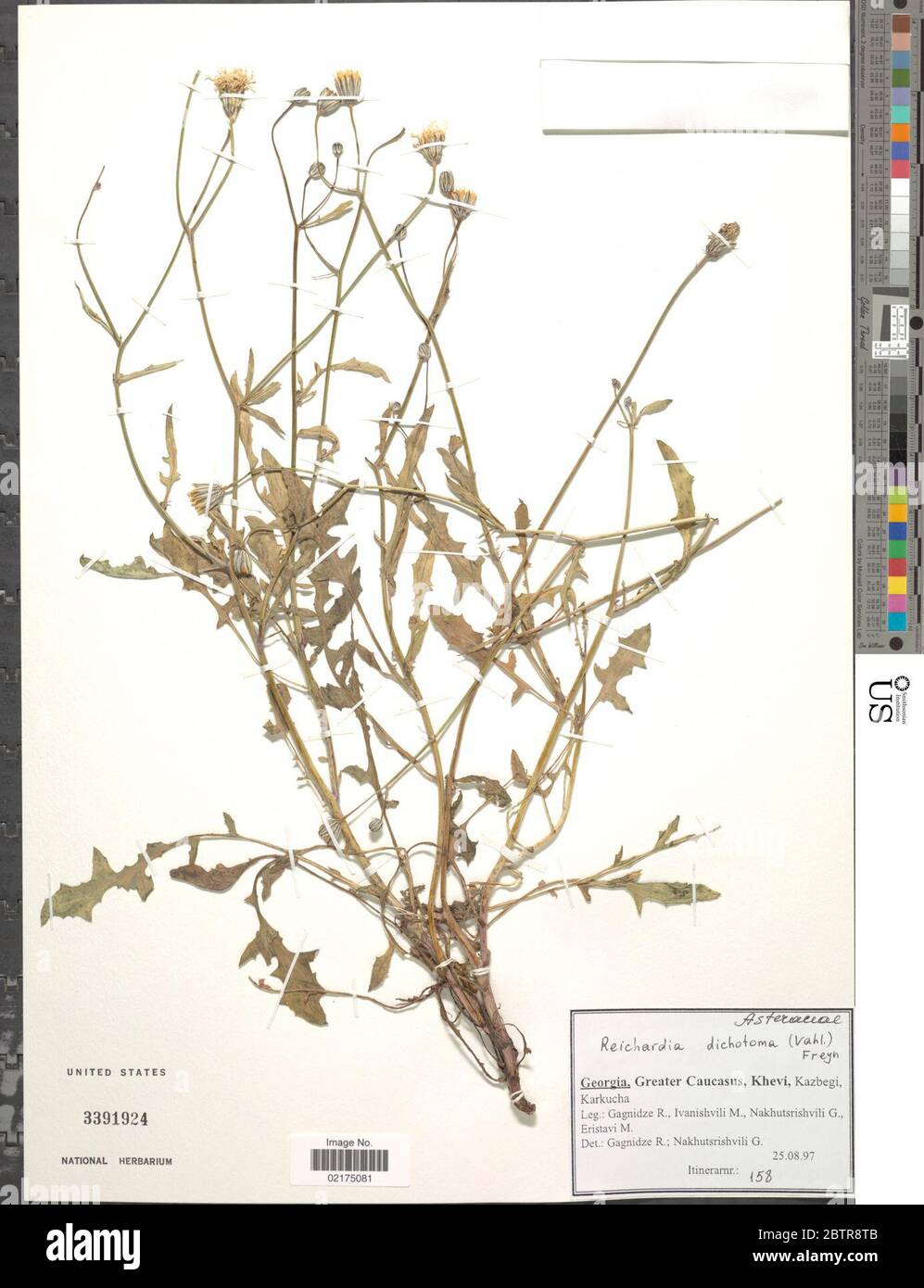 Reichardia macrophylla Vis Pancic Pancic Stock Photo - Alamy