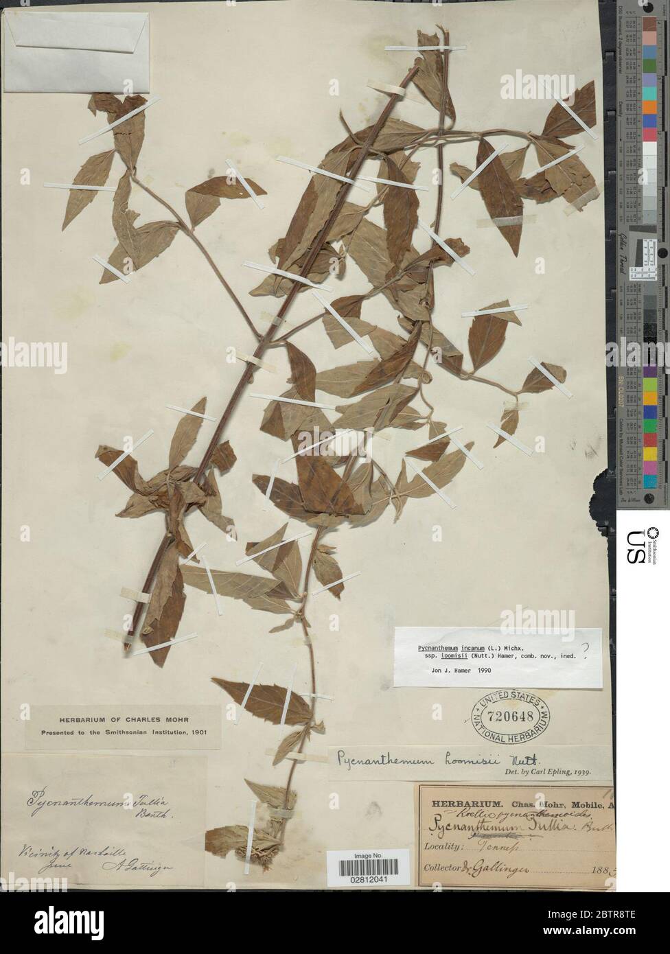 Pycnanthemum incanum hi-res stock photography and images - Alamy