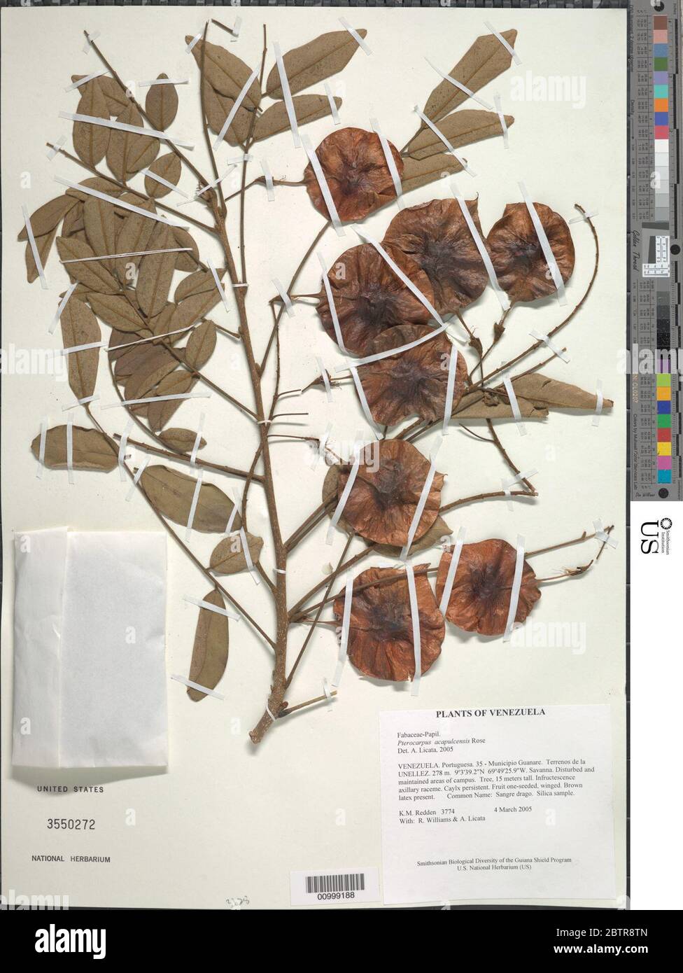 Pterocarpus acapulcensis Rose Stock Photo - Alamy