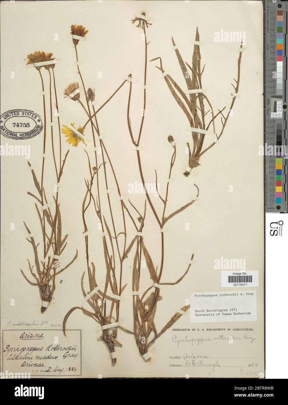 Rothrockii hi-res stock photography and images - Alamy