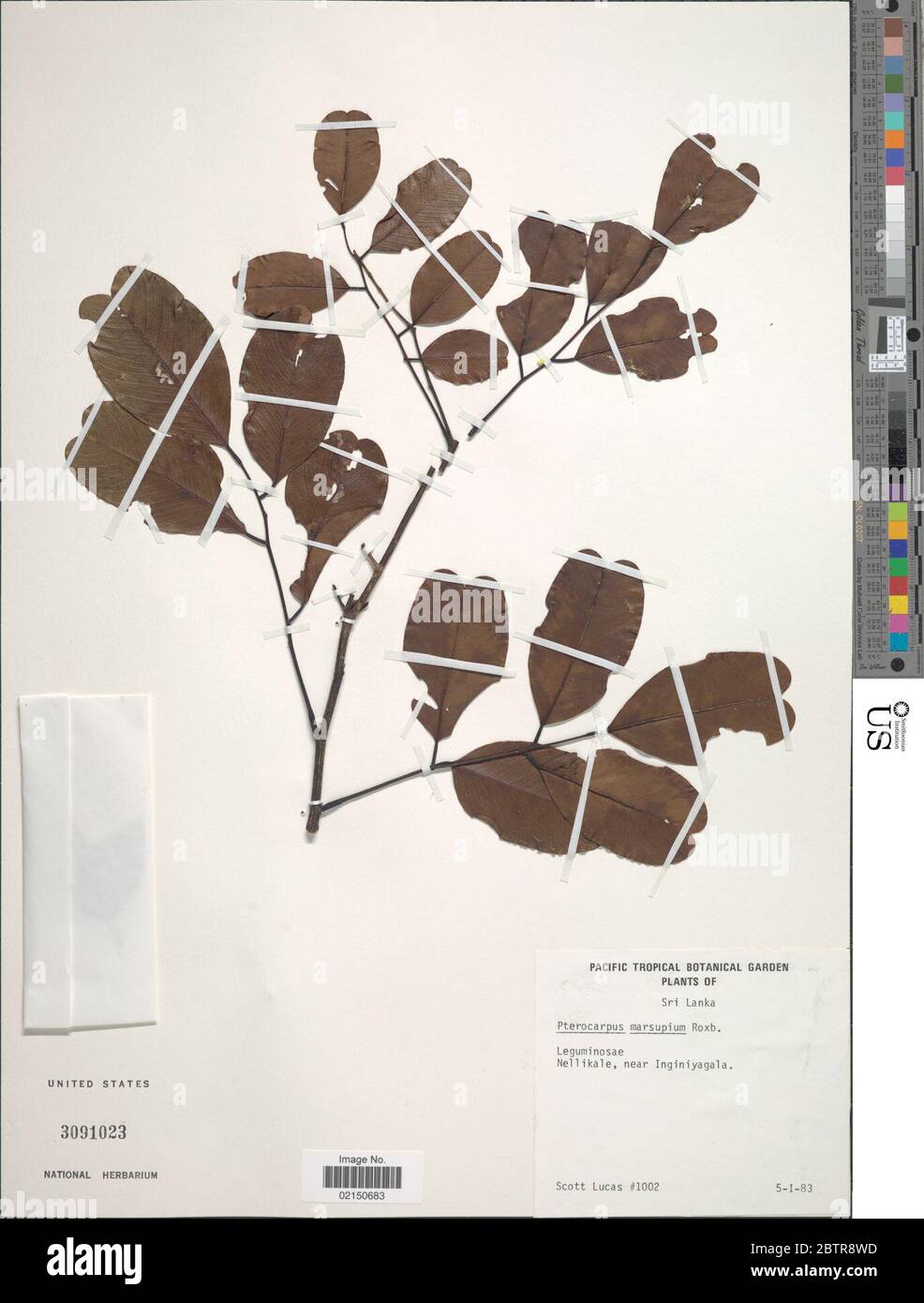 Marsupium hi-res stock photography and images - Alamy