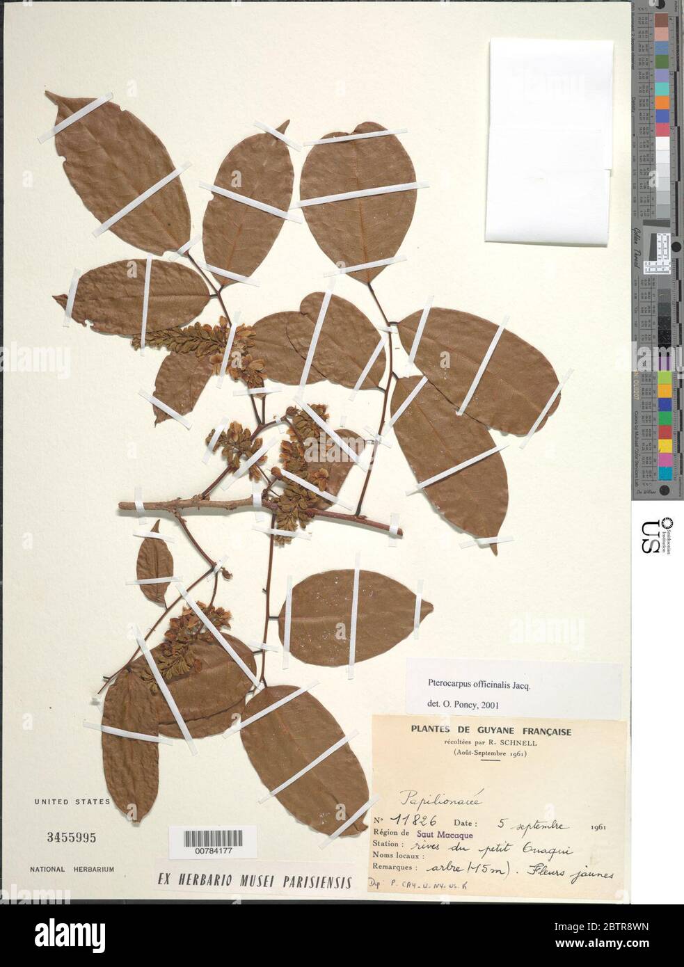 Pterocarpus officinalis Jacq Stock Photo - Alamy