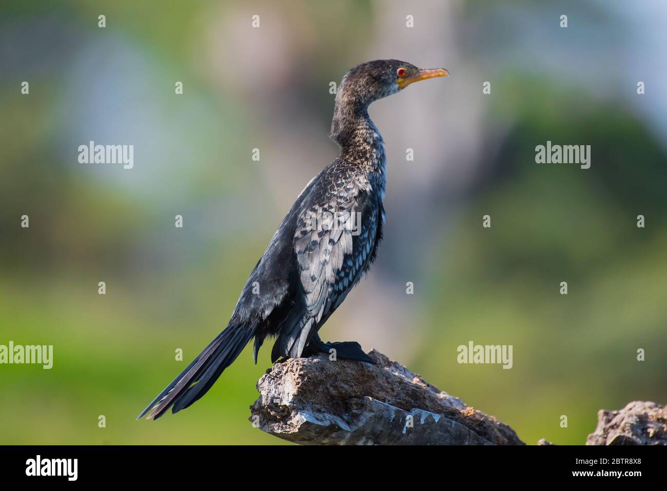White breasted Cormorant & African Reed Cormorant From Lake Naivasha ...