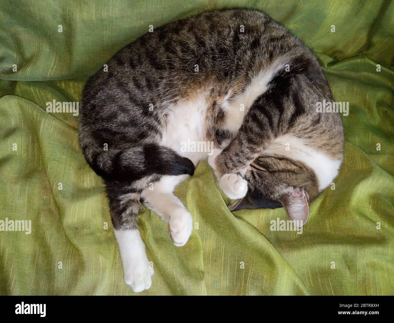 Cat Covering Eyes