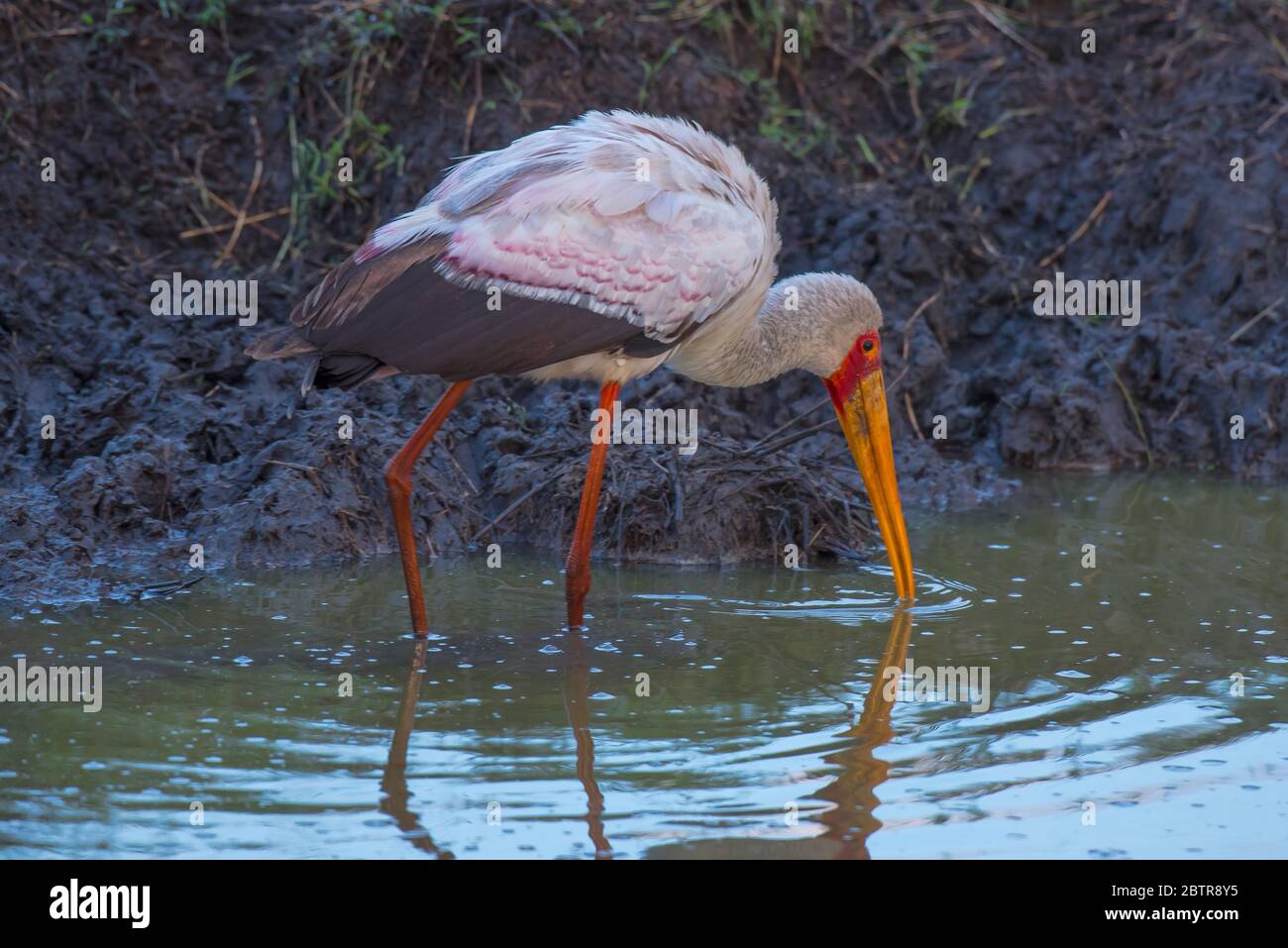 Yellow billed Stork or wood stork from Masai Mara Stock Photo - Alamy