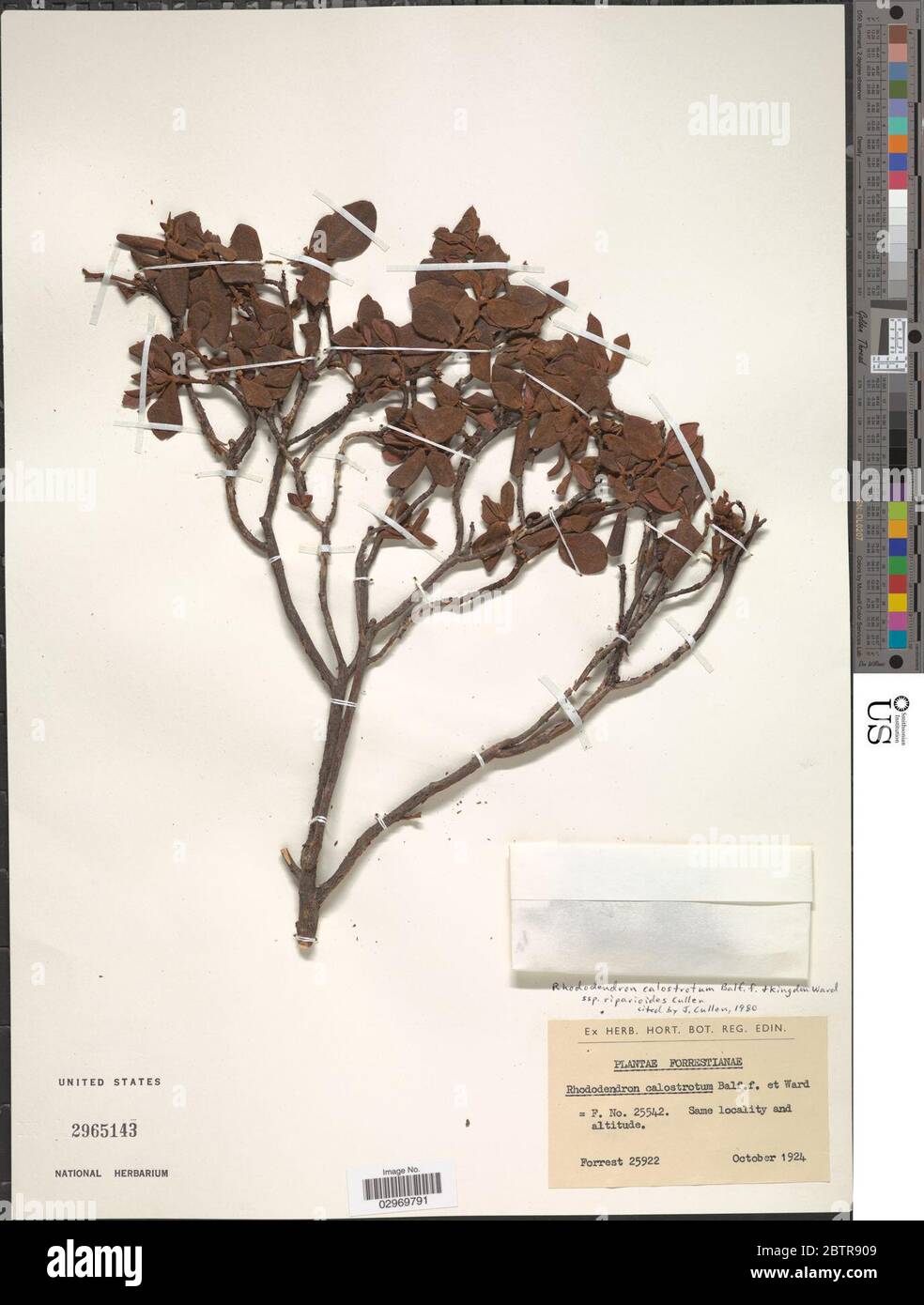 Rhododendron calostrotum subsp riparioides Cullen Stock Photo - Alamy