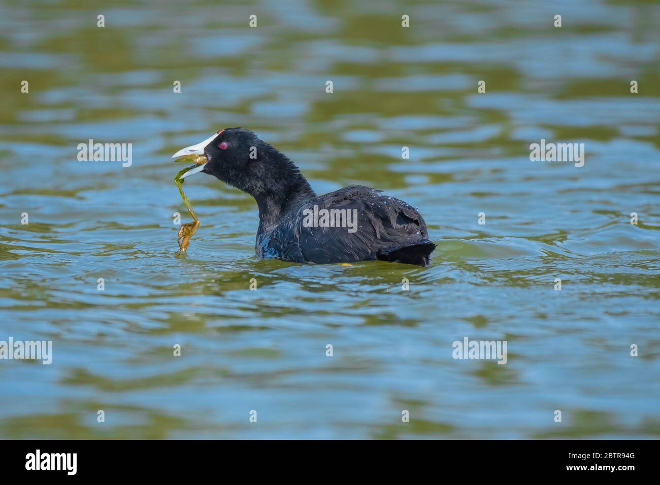 Crested coot hi-res stock photography and images - Alamy
