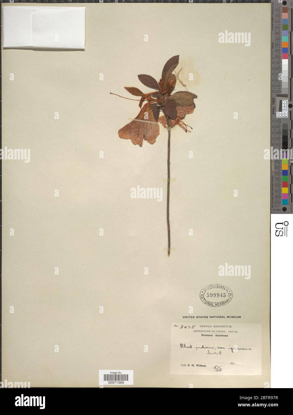 S indicum hi-res stock photography and images - Alamy