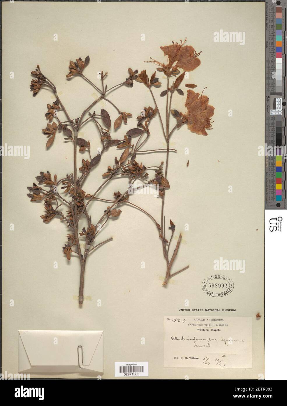 S indicum hi-res stock photography and images - Alamy