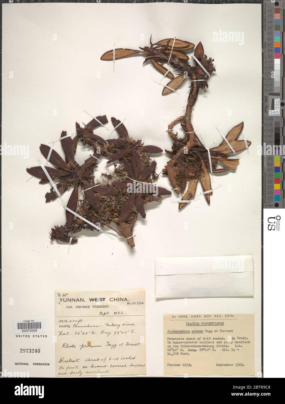 Rhododendron pronum Tagg Forrest Stock Photo - Alamy