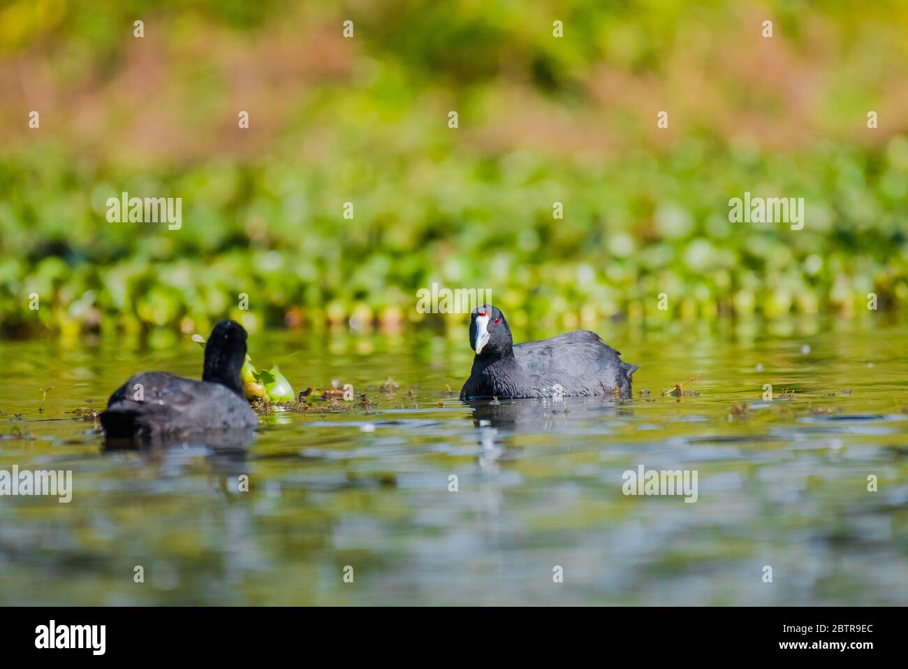 Red-knobbed coot or crested coot, From Kenya Stock Photo - Alamy